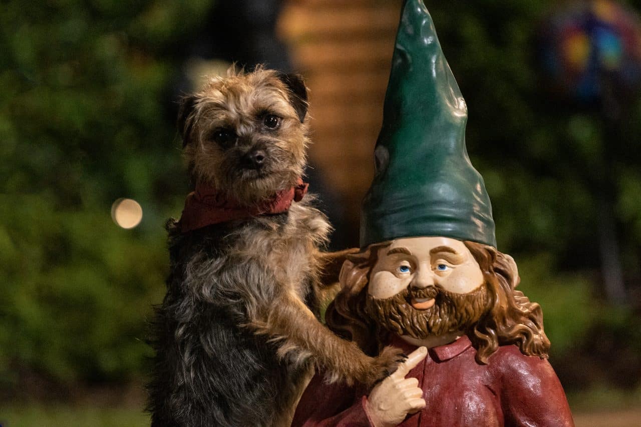 Strays (review) - Cinerama Film